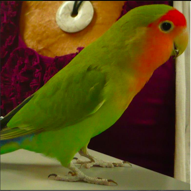 Mango the Lovebird | Ways to Wellness